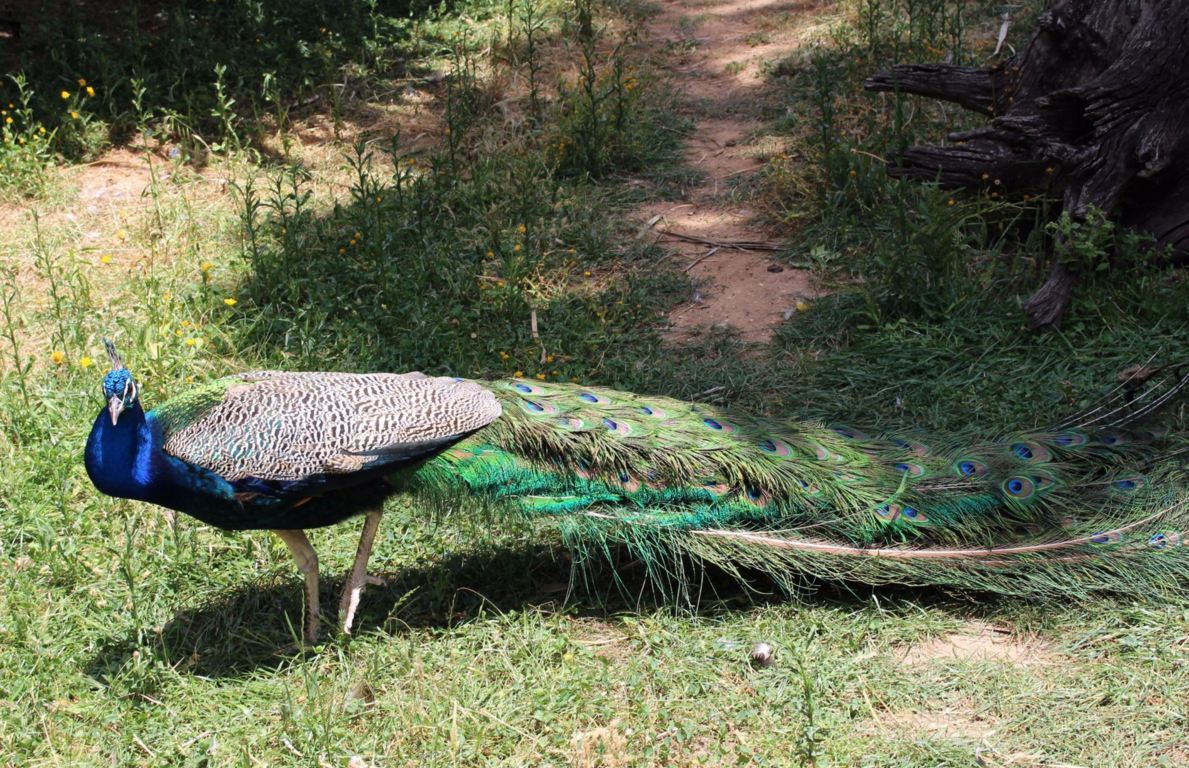 Lagos Zoo: The #1 Guide to This Fantastic Zoo in the Algarve