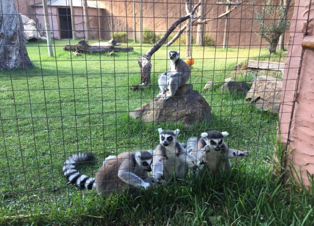 Lagos Zoo: The #1 Guide to This Fantastic Zoo in the Algarve