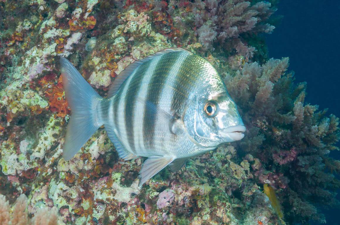 Diving in the Algarve: All You Need To Know (the #1 Guide)